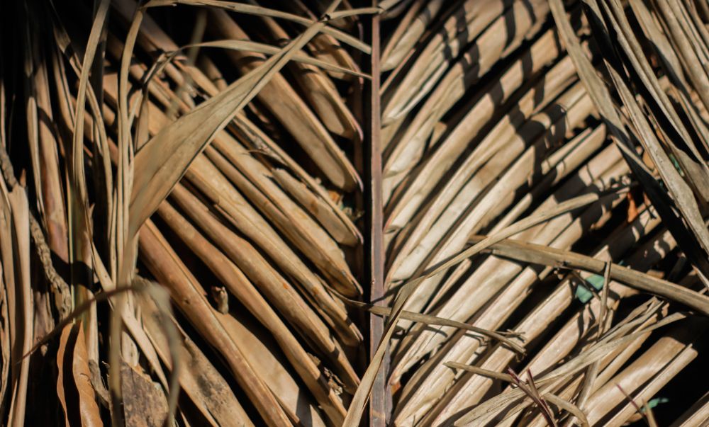 Dry coconut leaves application in today's life